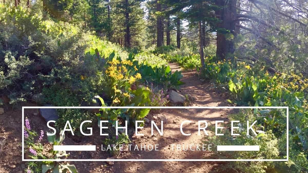 Sagehen Creek Trail, an Easy Day Hike in Truckee – Tahoe Mountain Sports