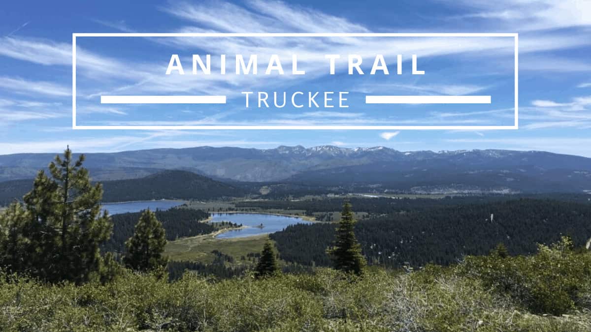 Enjoy Scenic Vistas on the Animal Trail – Tahoe Mountain Sports